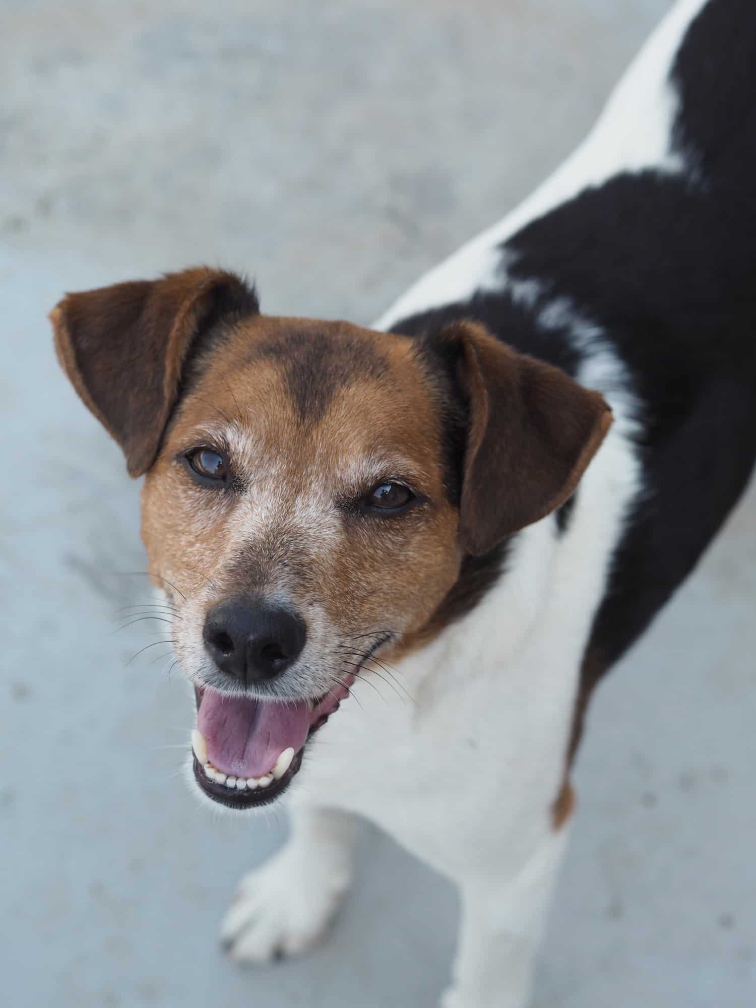 Pyrenæerne i Frankrig og Spanien - tips og oplevelser