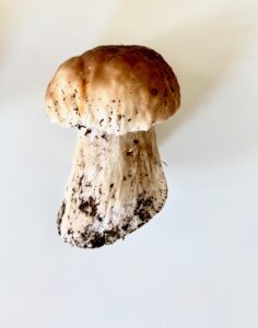Svampeguide: en guide med billeder af spiselige svampe